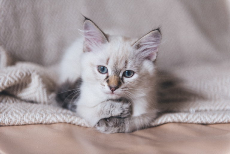 145 Cat Names That Start With L: Our Top Picks for Your Little ...