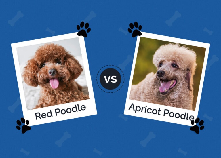 Toy Poodle vs Miniature Poodle: What's the Difference? (With Pictures ...