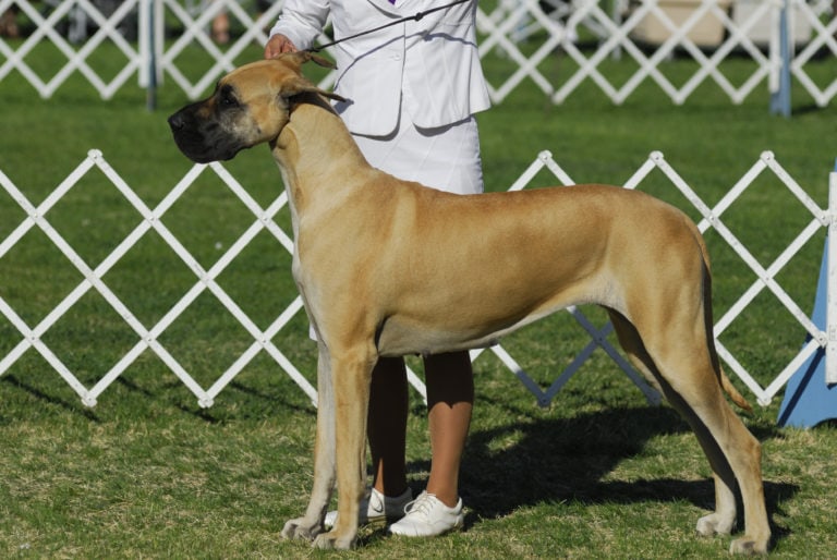 14 Tallest Dog Breeds: Info, Pictures & Facts | Hepper Pet Resources