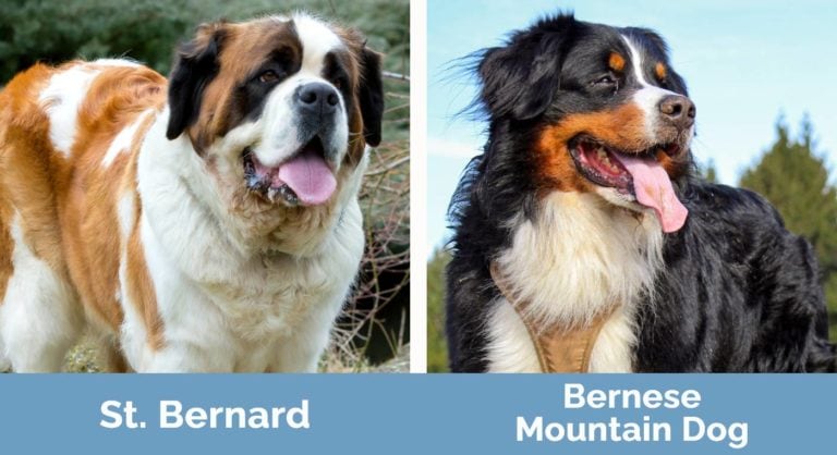St. Bernard vs. Bernese Mountain Dog: The Differences (With Pictures ...