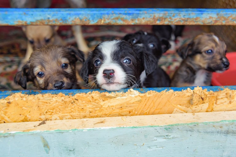 Puppy Mill Awareness Day 2026: When Is It & How You Can Celebrate ...