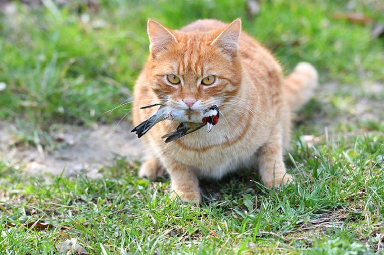How Do Cats Catch Birds? The 5 Instinctual Steps of the Opportunistic ...