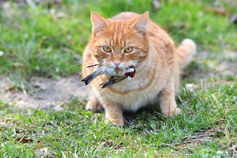 How Do Cats Catch Birds? The 5 Instinctual Steps of the Opportunistic ...