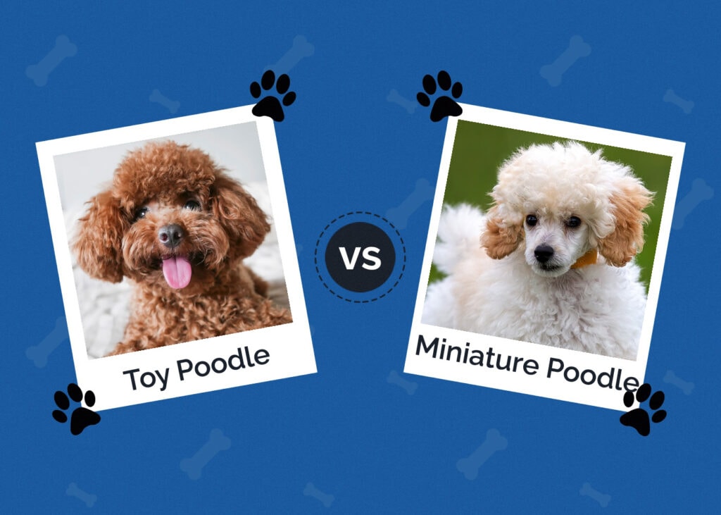 Toy Poodle vs Miniature Poodle: What's the Difference? (With Pictures ...
