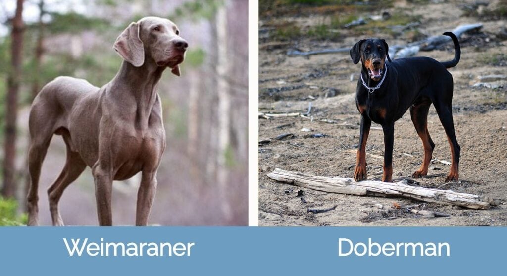 Weimaraner vs Doberman: The Key Differences (With Pictures) | Hepper ...