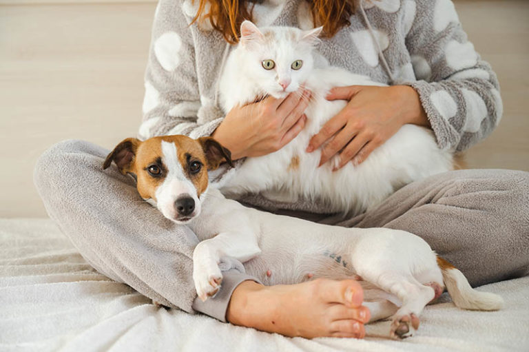15 Shocking Canadian Animal Homelessness Statistics: 2026 Update ...