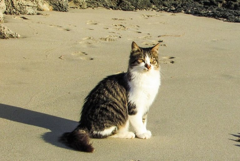 How Many Cats Are There in the UK? 20 Surprising Statistics: 2025 ...