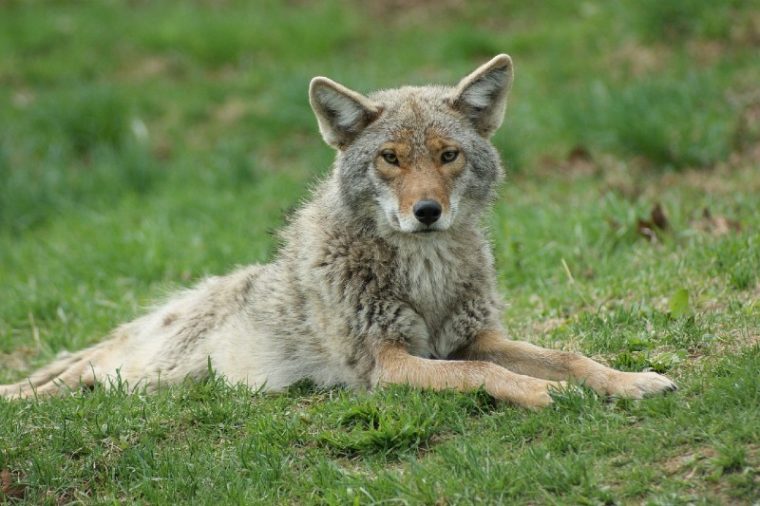 Coyote vs Dog: What’s the Difference? What Science Says | Hepper Pet ...