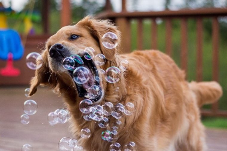 How to Make Dog-Safe Bubbles: 10 Simple Steps (Vet-Approved) | Hepper ...