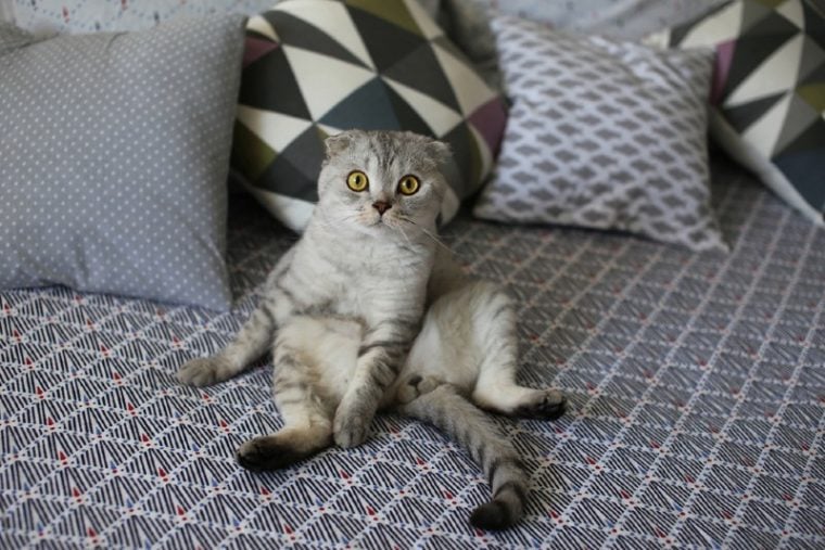300 Cute and Cool Scottish Fold Names for Your Cat! | Hepper Pet Resources