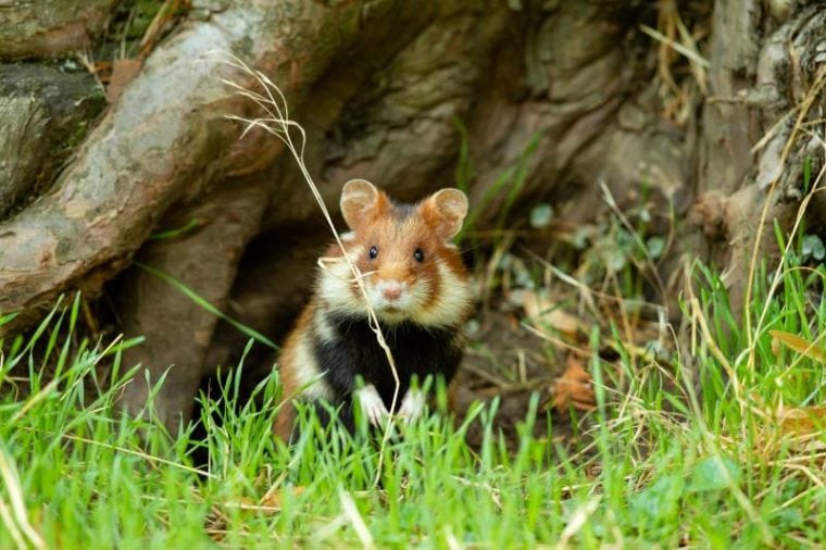 Can Hamsters Survive in the Wild? Domestic Rodent Facts | Hepper Pet ...