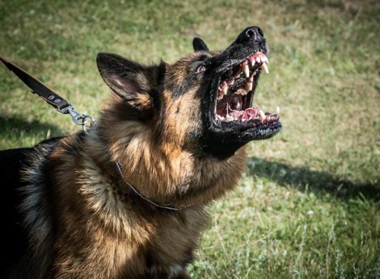Guard vs Protection Dogs: 12 Key Differences, Pros & Cons | Hepper Pet ...