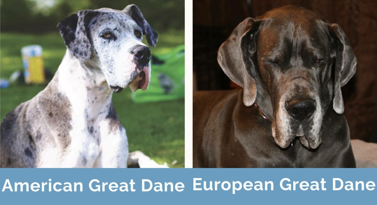 American vs European Great Dane - How Do They Compare? (With Pictures ...