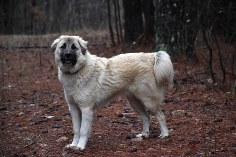 14 Yellow & Golden Dog Breeds (With Info & Pictures) | Hepper Pet Resources