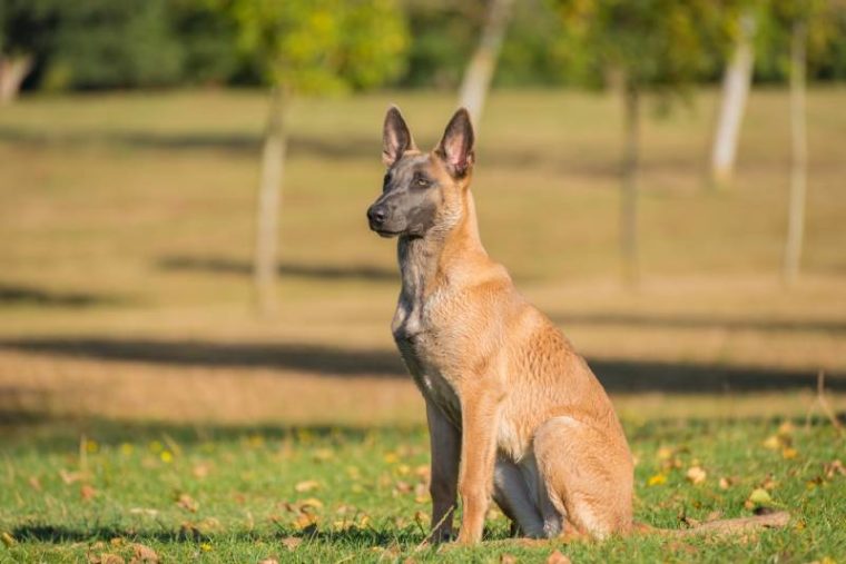 How Big Do Belgian Malinois Get? With Growth & Weight Chart | Hepper ...