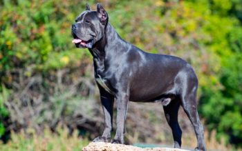 12 Amazing Cane Corso Colors (with Pictures) | Hepper Pet Resources