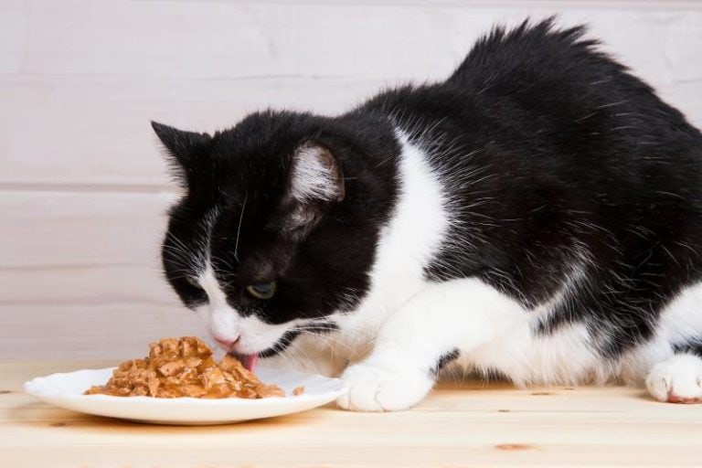 7 Vet-Reviewed Signs Your Cat Is Bored & How You Can Help | Hepper Pet ...