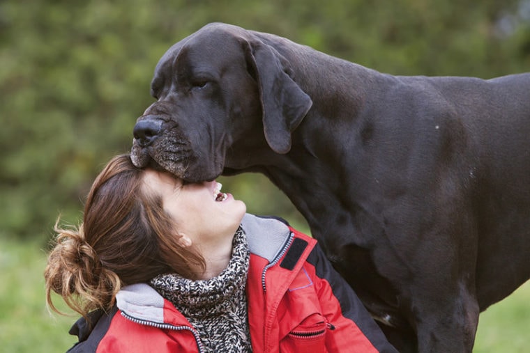 20 Most Affectionate Dog Breeds That Love to Cuddle (With Info ...