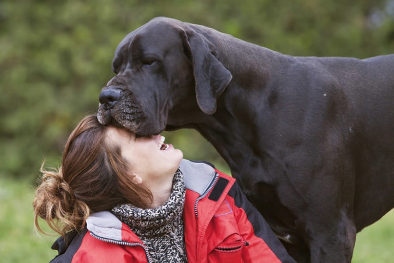 20 Most Affectionate Dog Breeds That Love to Cuddle (With Info ...