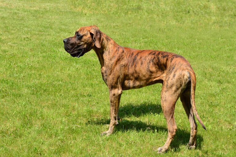 Brindle Great Dane: Origin, Facts & History (With Pictures) | Hepper ...