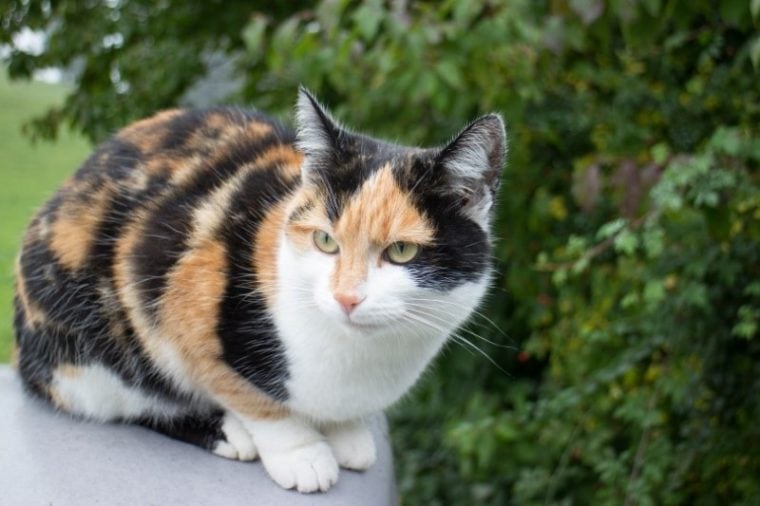 Calico Cat: Facts, Pictures, & Traits (With Pictures) | Hepper Pet ...