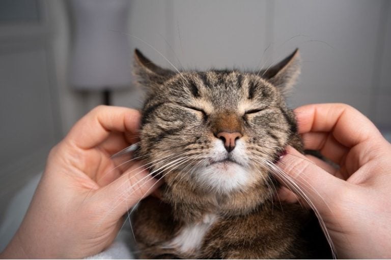 How to Massage a Cat: 5 Vet-Approved Tips | Hepper Pet Resources