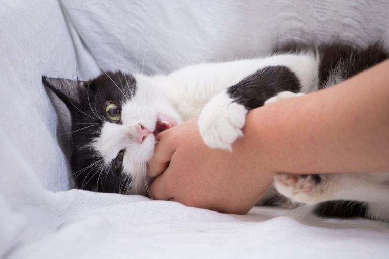 Why Does Your Cat Grab Your Hand & Bite You? 8 Vet-Verified Reasons ...