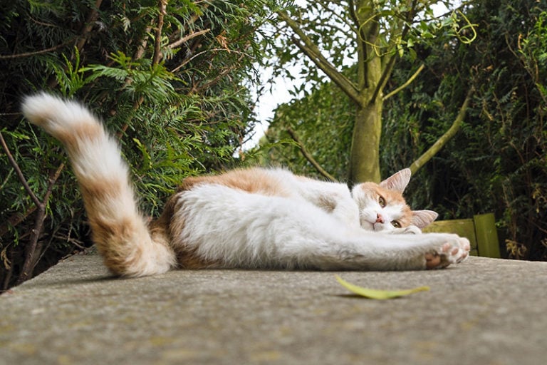 Do Cats Have Control Over Their Tails? Feline Anatomy Facts & FAQ ...