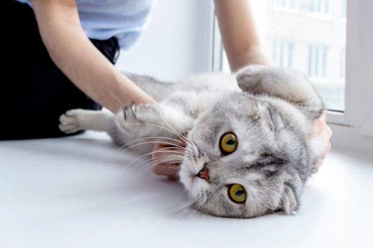 How to Massage a Cat: 5 Vet-Approved Tips | Hepper Pet Resources