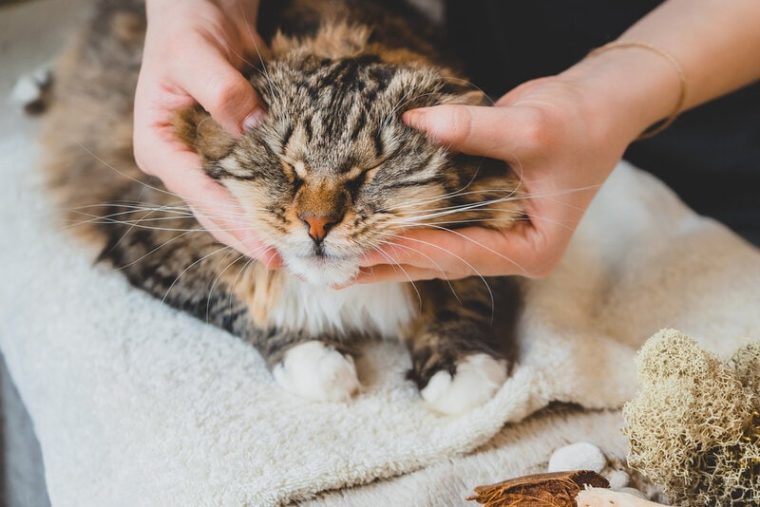 How to Massage a Cat: 5 Vet-Approved Tips | Hepper Pet Resources