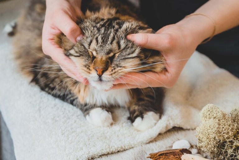How to Massage a Cat: 5 Vet-Approved Tips | Hepper Pet Resources