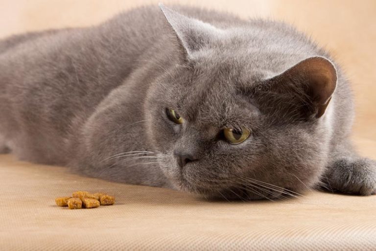 Why Is My Cat Acting Weird? 10 Vet Reviewed Warning Signs | Hepper Pet ...
