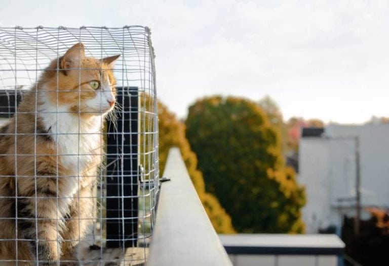 What Is a Catio? Benefits, Types & FAQ | Hepper Pet Resources