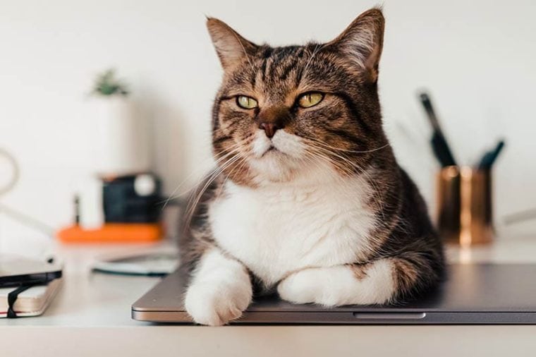 Why Do Cats Walk on Keyboards? 5 Possible Reasons | Hepper Pet Resources