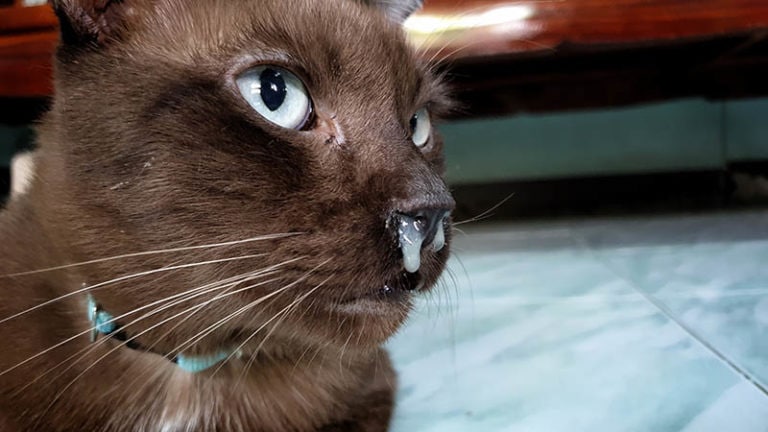 12 Possible Reasons Why Your Cat is Breathing So Hard & Vet Approved ...