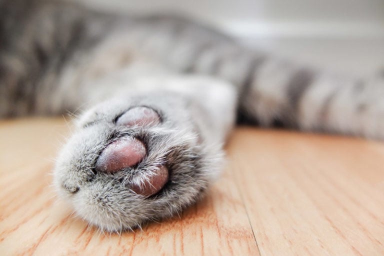 How Many Toes Do Cats Have? Facts & FAQ | Hepper Pet Resources