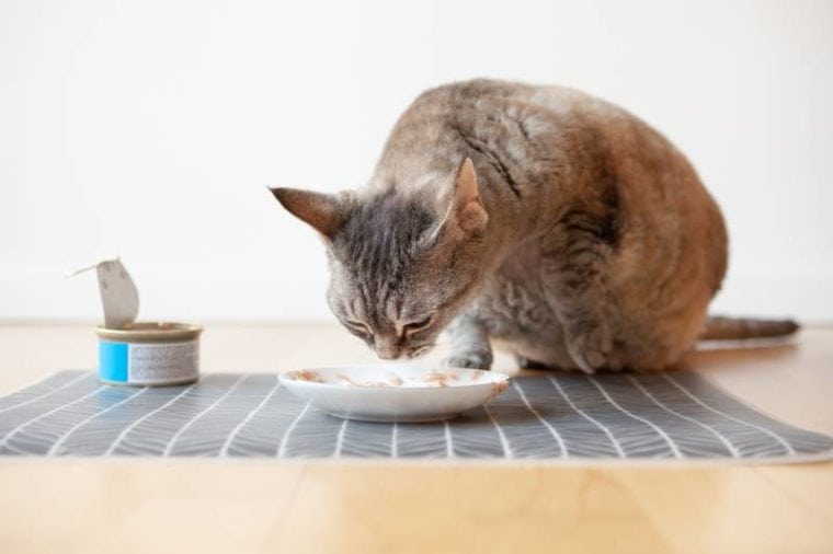 How to Tell If a Cat Is Hungry: 7 Vet-Approved Signs | Hepper Pet Resources