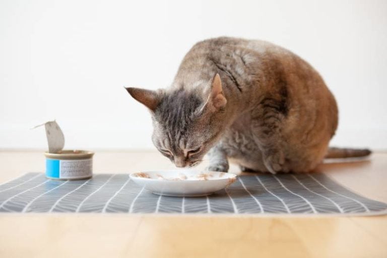 How to Tell If a Cat Is Hungry: 7 Vet-Approved Signs | Hepper Pet Resources