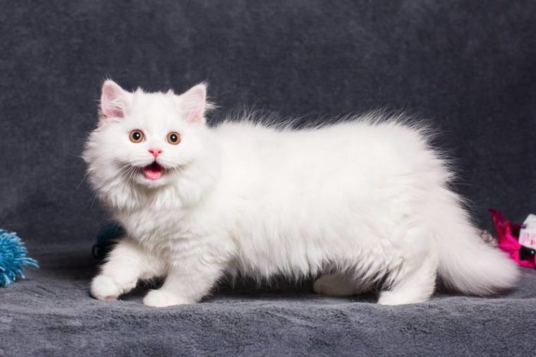 200 Munchkin Cat Names: Cute & Cool Ideas (With Naming Guide) | Hepper ...