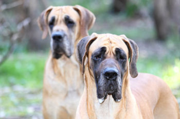 How to Deal With Sibling Rivalry in Dogs: 7 Vet-Approved Tips | Hepper ...