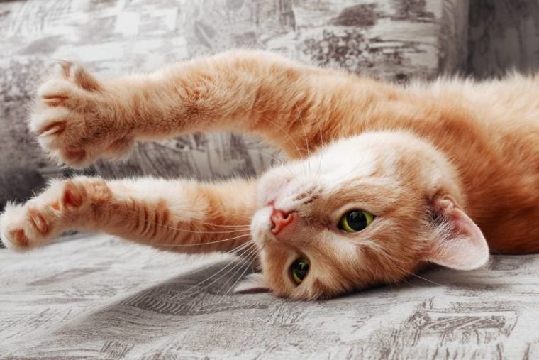 Why Is My Cat Shaking? 6 Vet-Approved Causes & FAQ | Hepper Pet Resources