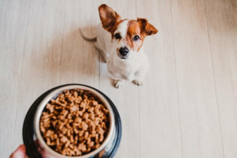 Small Breed vs Large Breed vs Regular Dog Food: Vet-Verified Facts ...