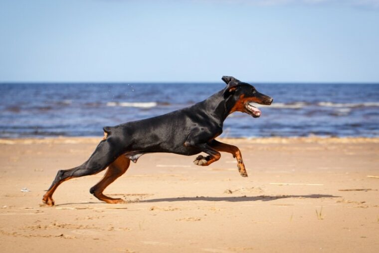 10 Doberman Colors, Markings & Patterns (With Pictures) | Hepper Pet Resources