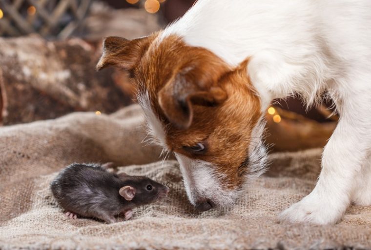 My Dog Killed a Rat! 5 Vet-Reviewed Tips on What to Do Next | Hepper ...