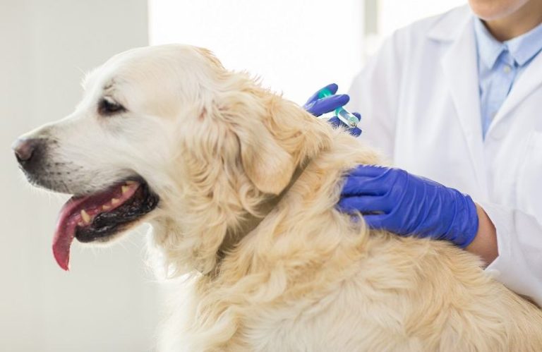 Preventive Care for Dogs: A Vet-Approved Healthcare Guide | Hepper Pet ...