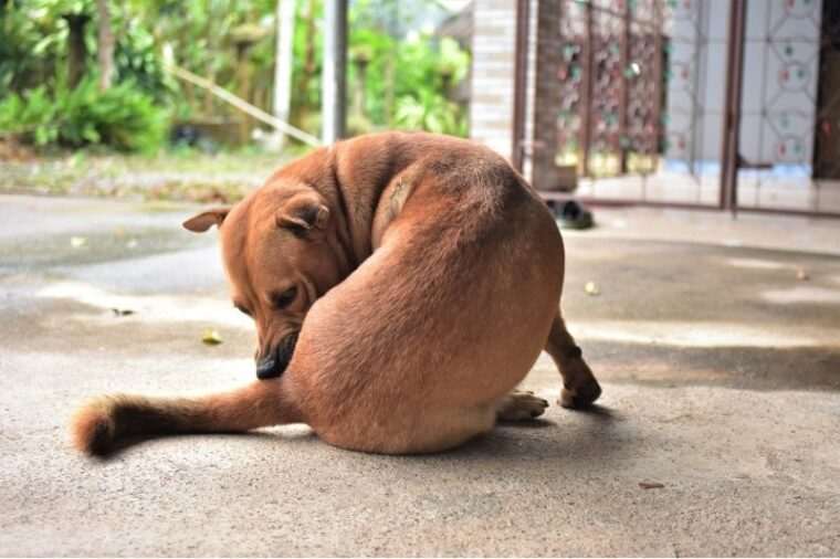 Vaginitis in Dogs: Causes, Signs & Treatment (Vet Answer) | Hepper Pet ...
