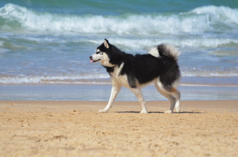 8 Amazing Dog-Friendly Beaches in Los Angeles, CA 2026: Off-Leash & On ...
