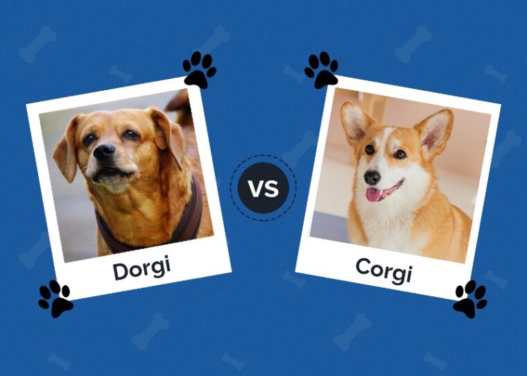 Dorgi vs Corgi: Main Differences (With Pictures) | Hepper Pet Resources