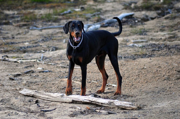 12 Doberman Pros & Cons You Should Know About | Hepper Pet Resources