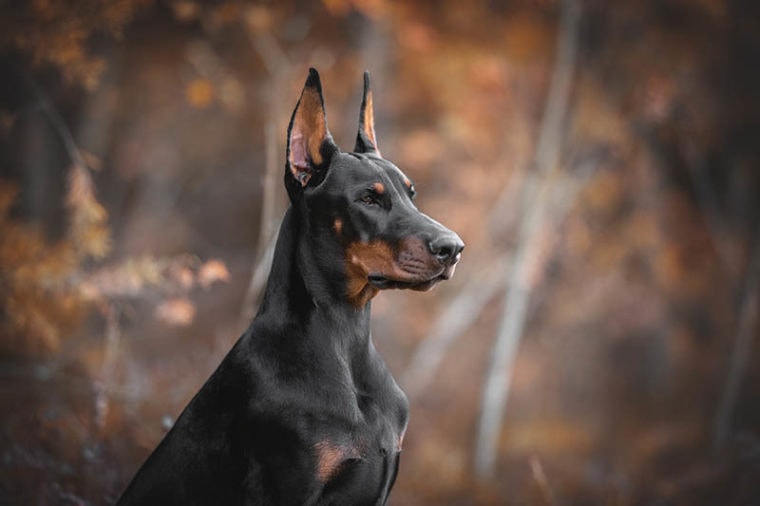 100+ Tough Dog Names: Fierce, Strong & Intimidating Ideas | Hepper Pet ...
